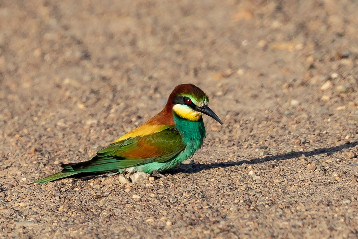 eBird Checklist - 17 Oct 2020 - Darling Hills/Groote Post Road - 33 species