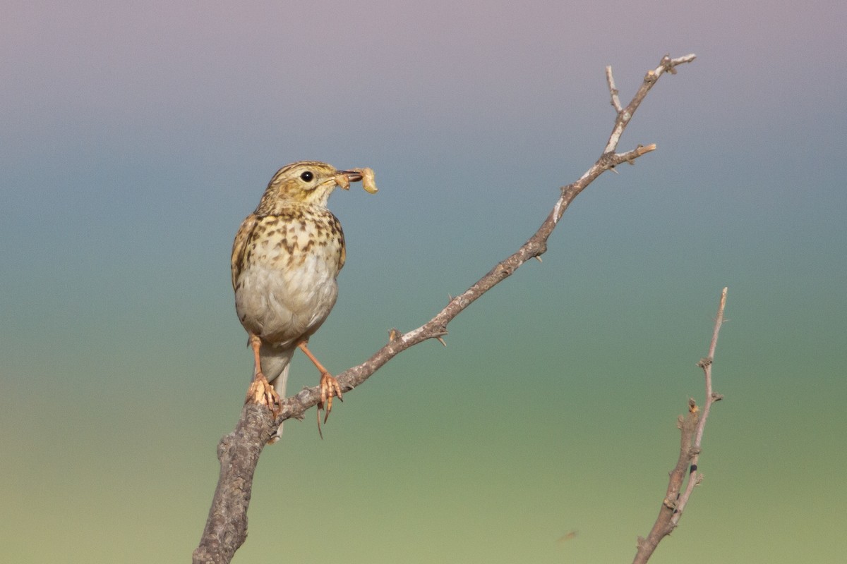Correndera Pipit (Correndera) - eBird