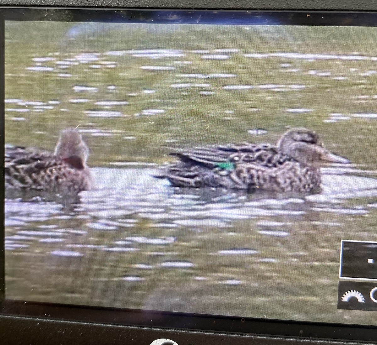 eBird Checklist - 18 Oct 2020 - Riverside Natural Area - 25 species (+1 ...