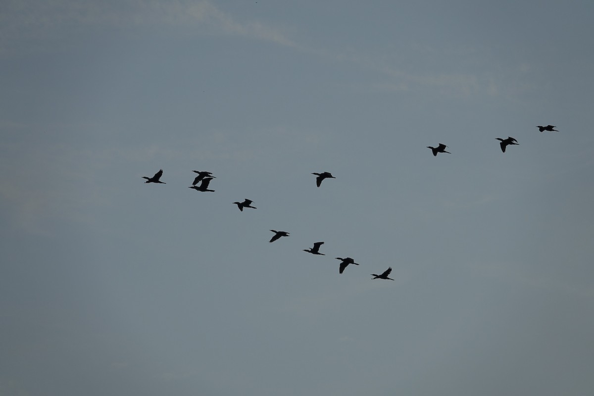 eBird Checklist - 4 Oct 2019 - San Ramon, Bolivia - 8 species