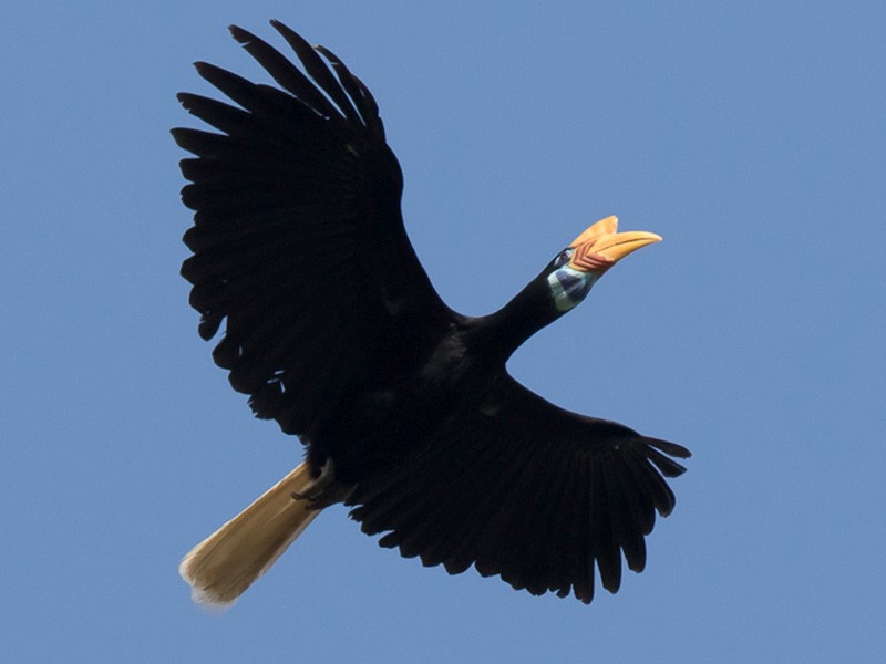 Julang sulawesi - eBird