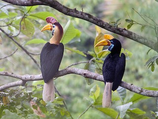 アカコブサイチョウ - eBird アカコブサイチョウ - eBird