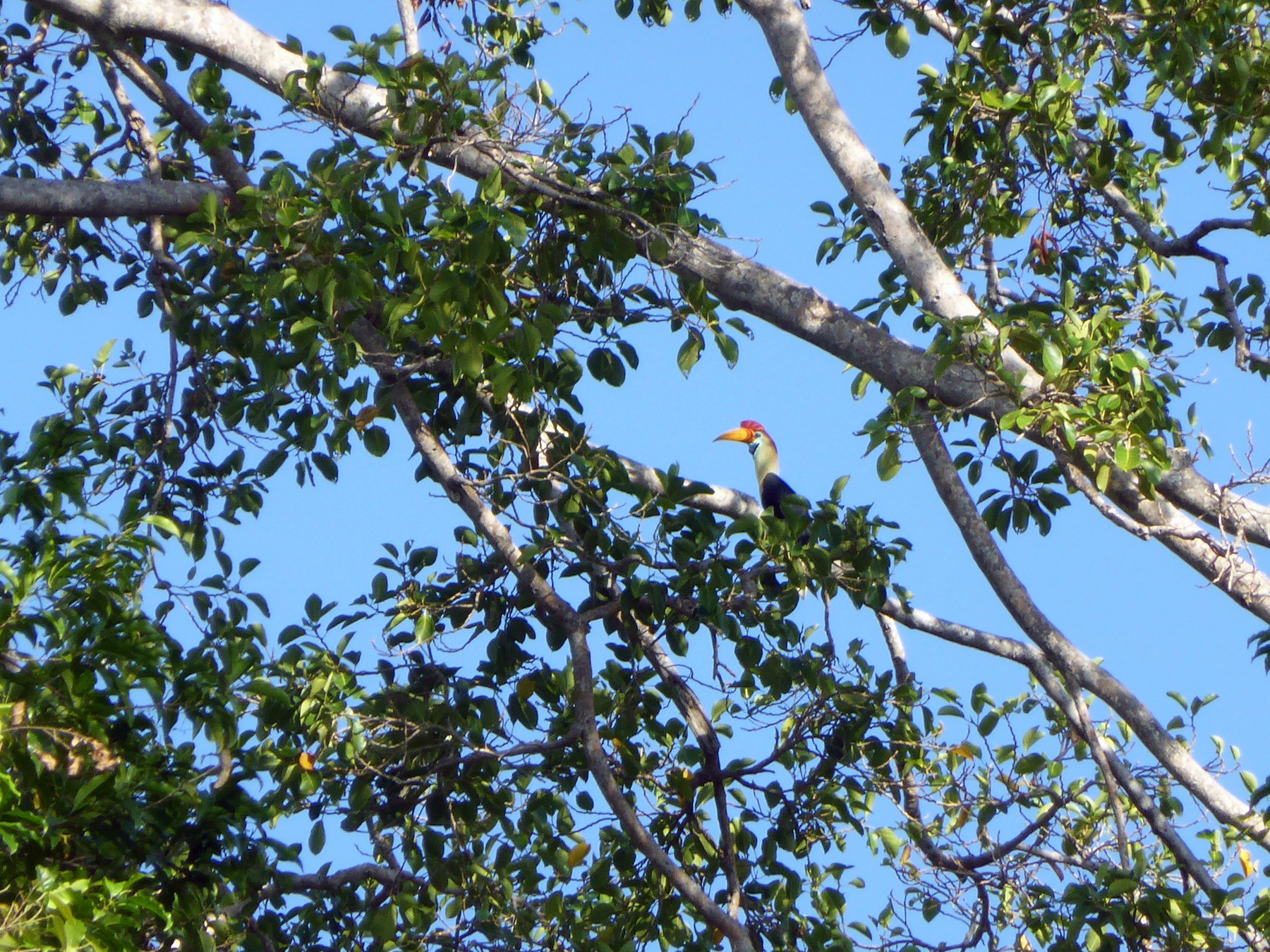 Julang sulawesi - eBird