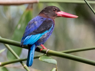 Cekakak jawa - eBird