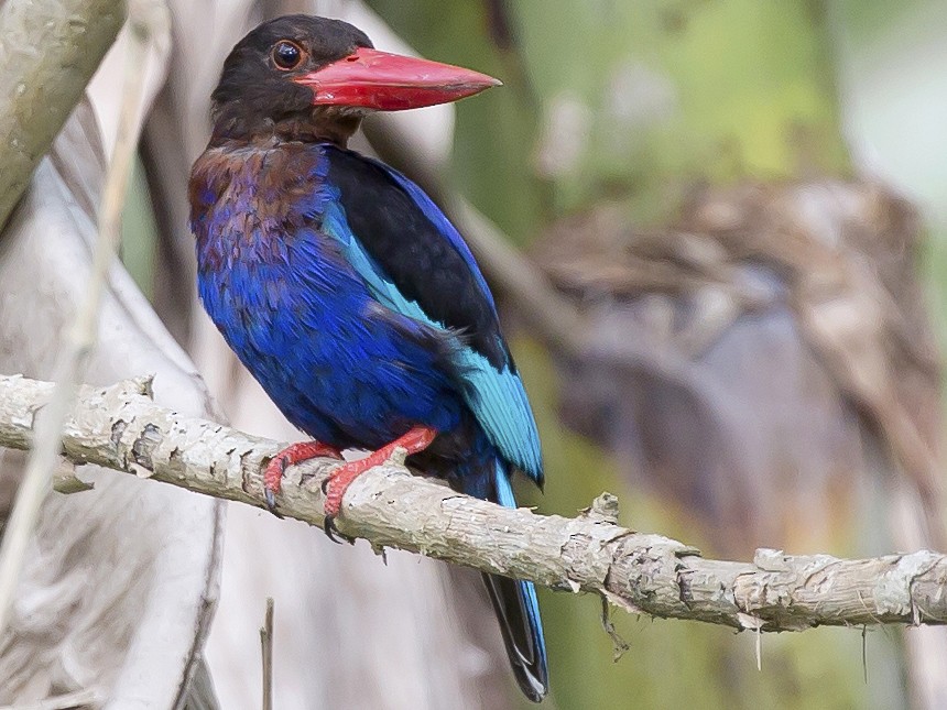 Javan Kingfisher - eBird