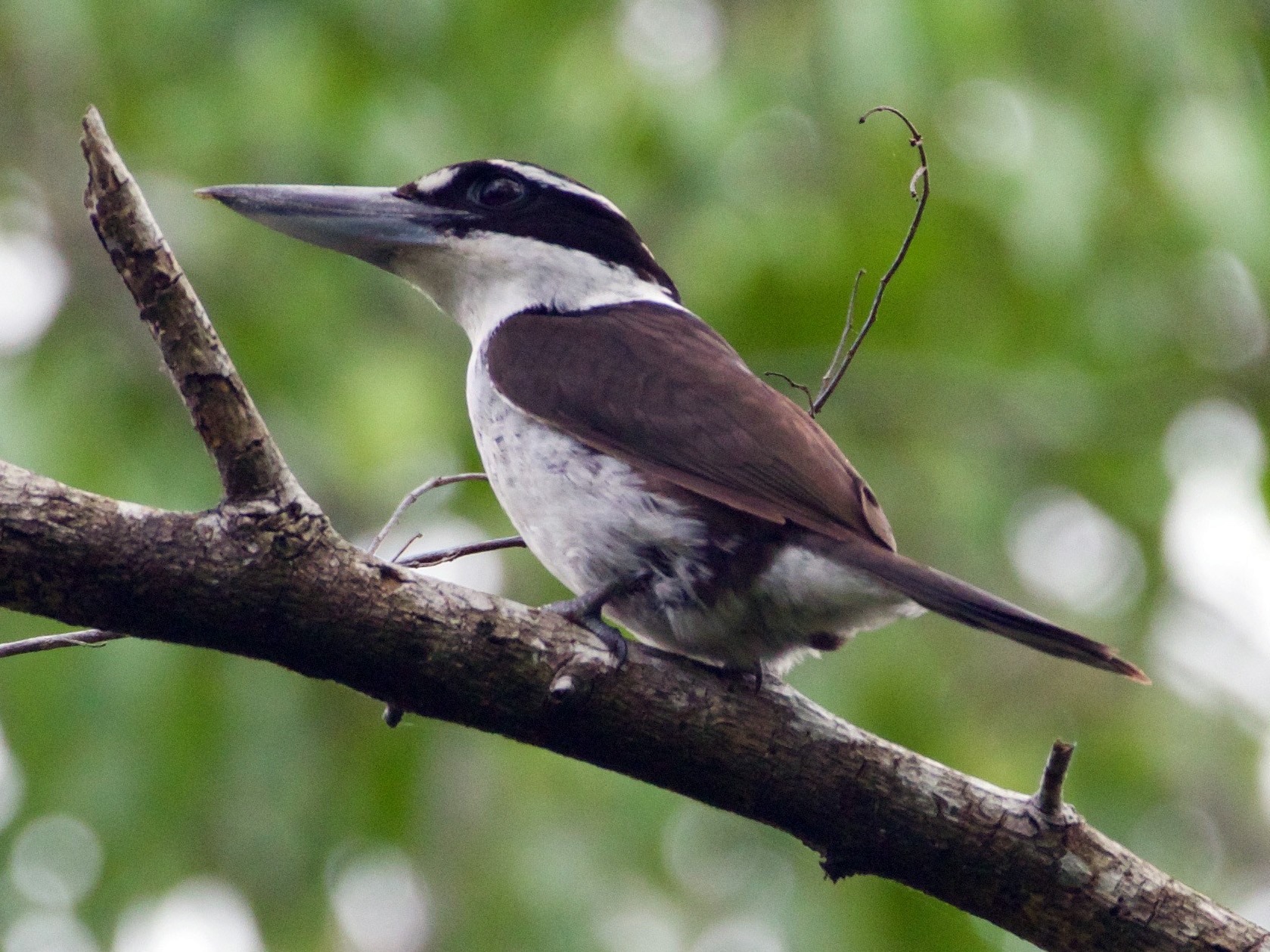 Cekakak murung - eBird