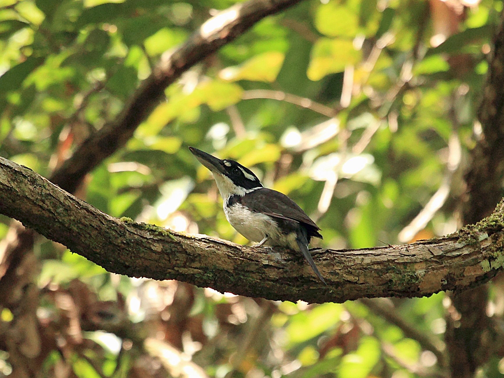 Sombre Kingfisher - eBird