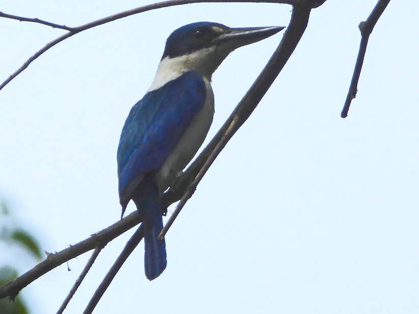 Talaud Kingfisher - Todiramphus enigma - Birds of the World