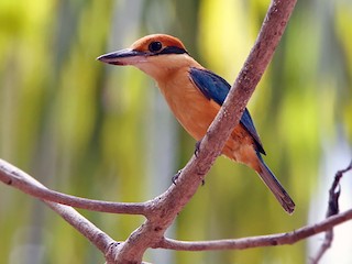 Cinnamon-banded Kingfisher - eBird