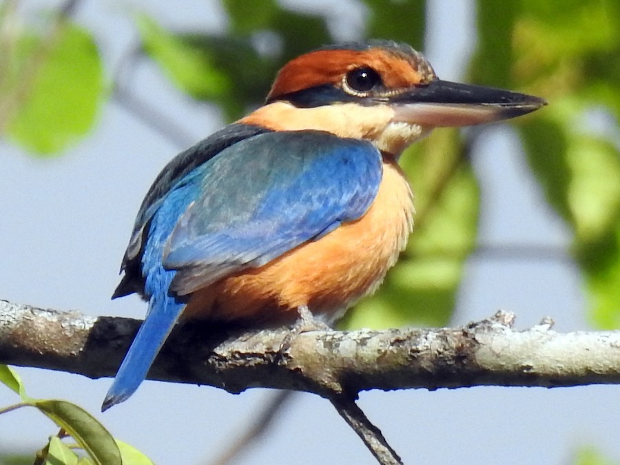 Cinnamon-banded Kingfisher - eBird