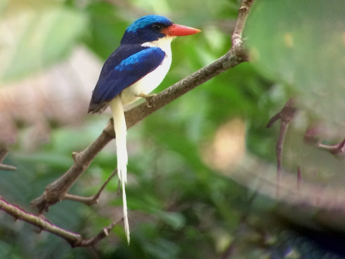 Kofiau Paradise-Kingfisher - Tanysiptera ellioti - Birds of the World