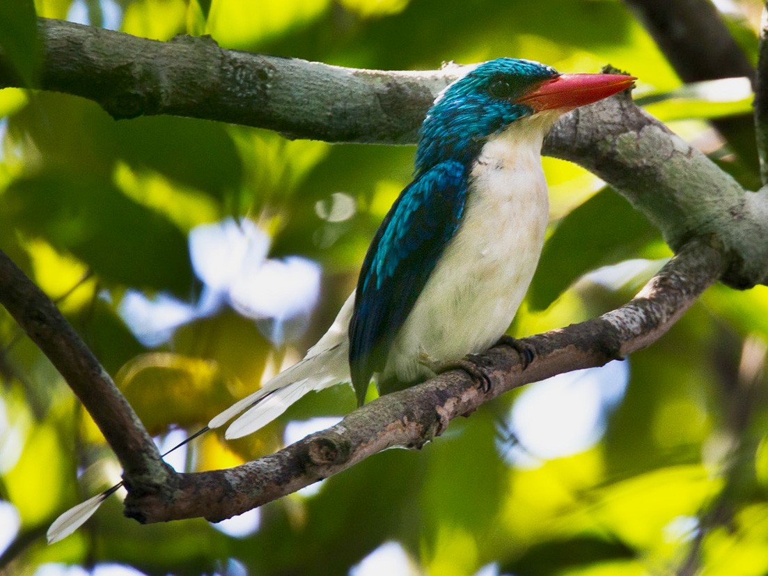 Alción Colilargo de Biak - eBird