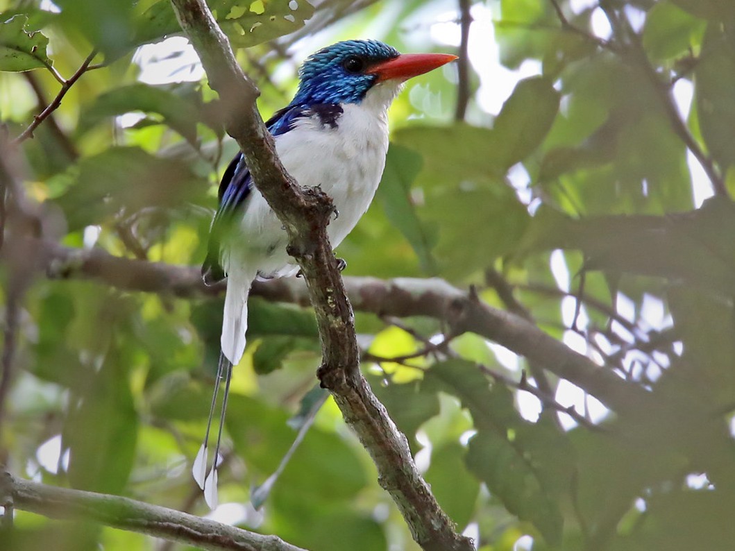 Alción Colilargo de Biak - eBird