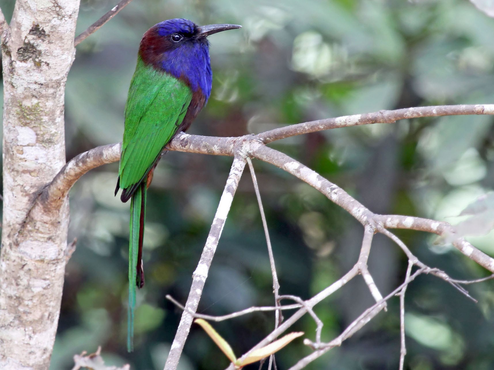 Purple-bearded Bee-eater - eBird