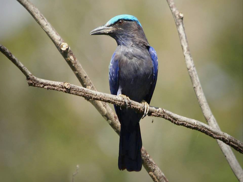 Purple-winged Roller - eBird