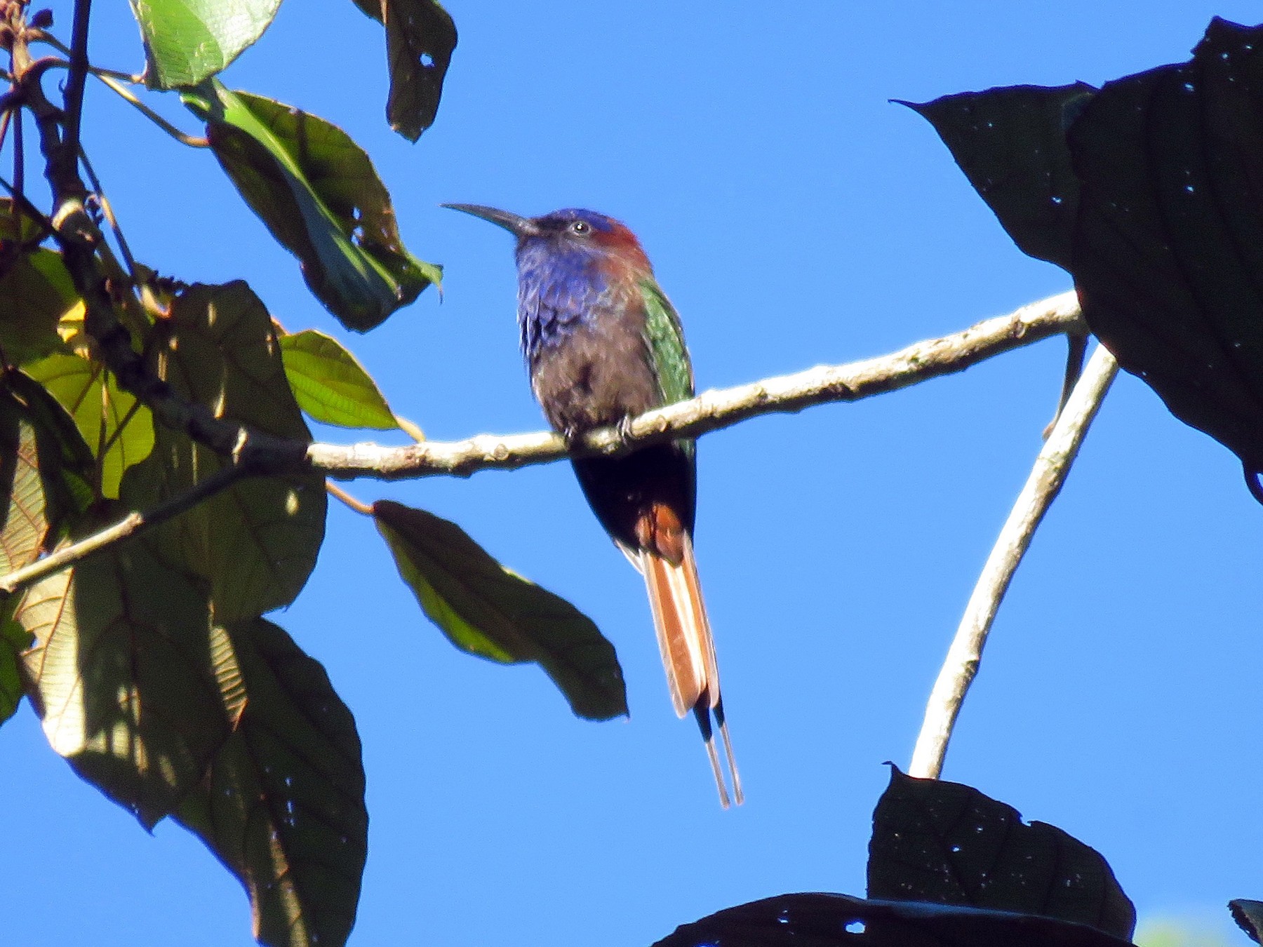 Purple-bearded Bee-eater - eBird