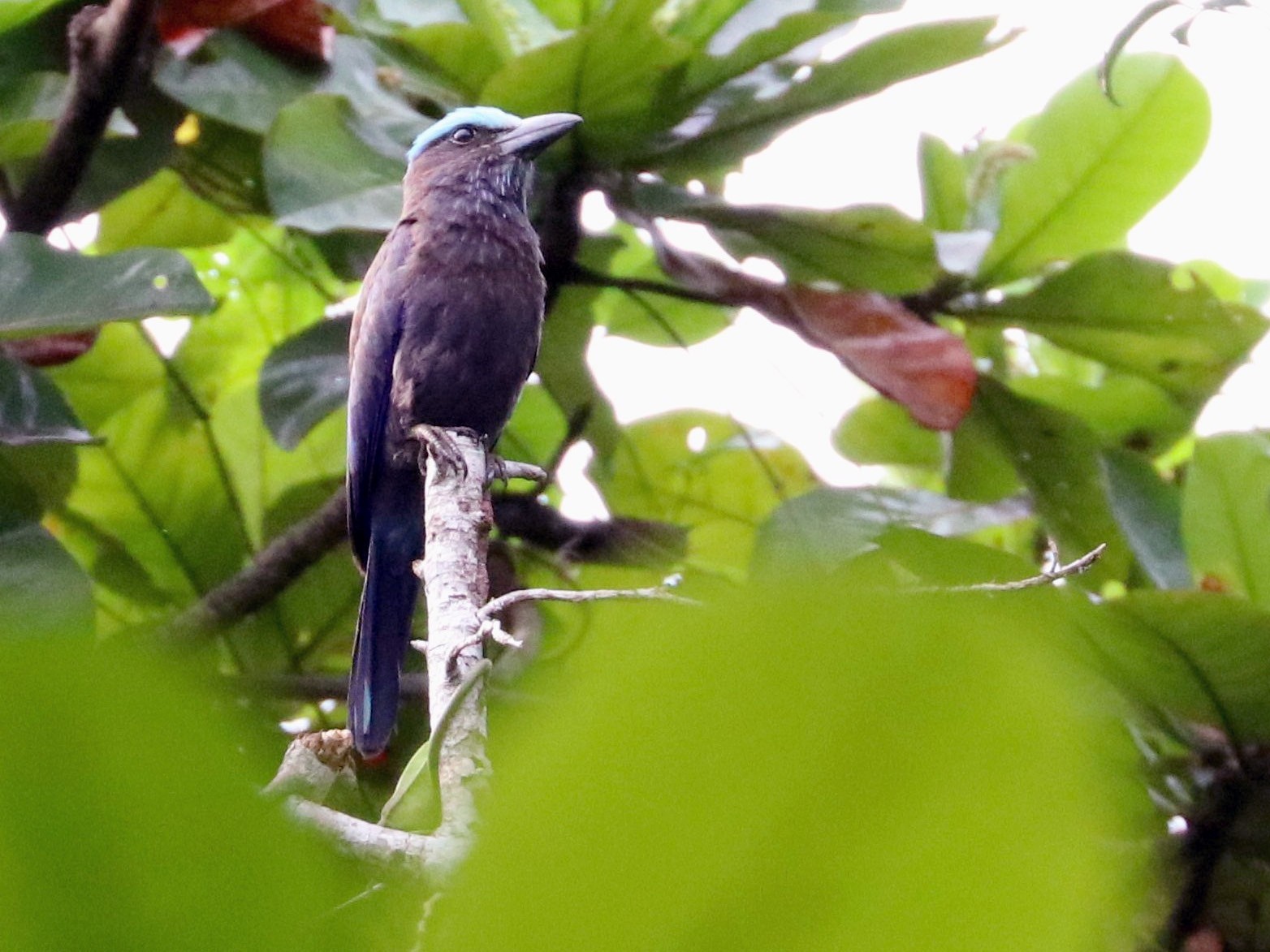 Purple-winged Roller - eBird