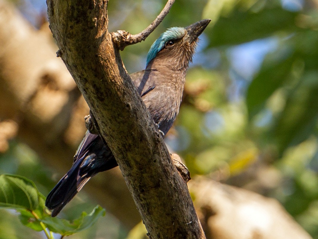 Purple-winged Roller - eBird