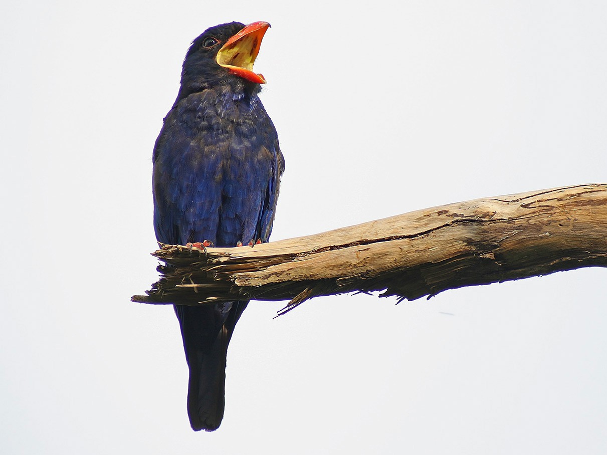 Azure Dollarbird - eBird