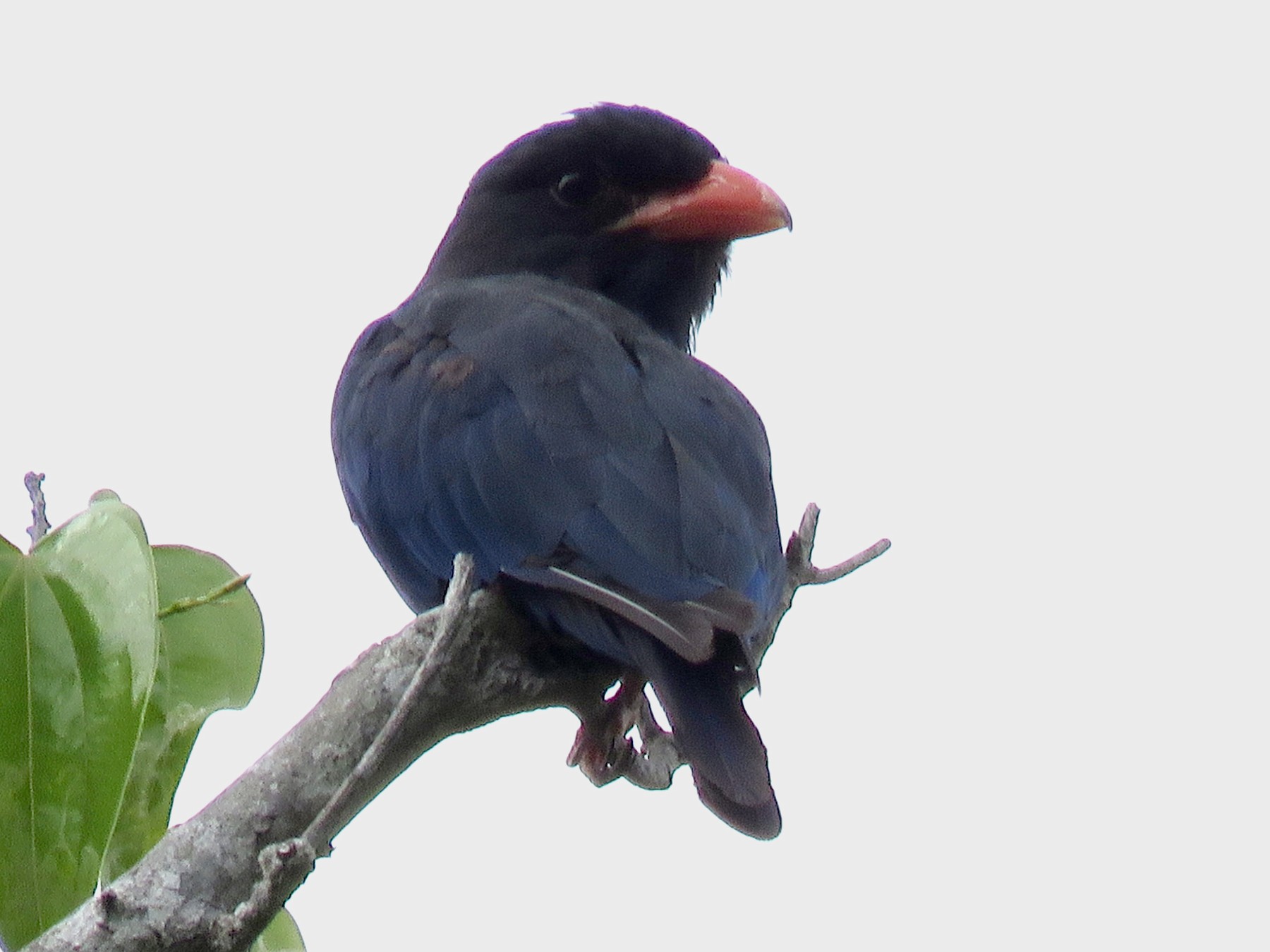 Azure Roller - eBird