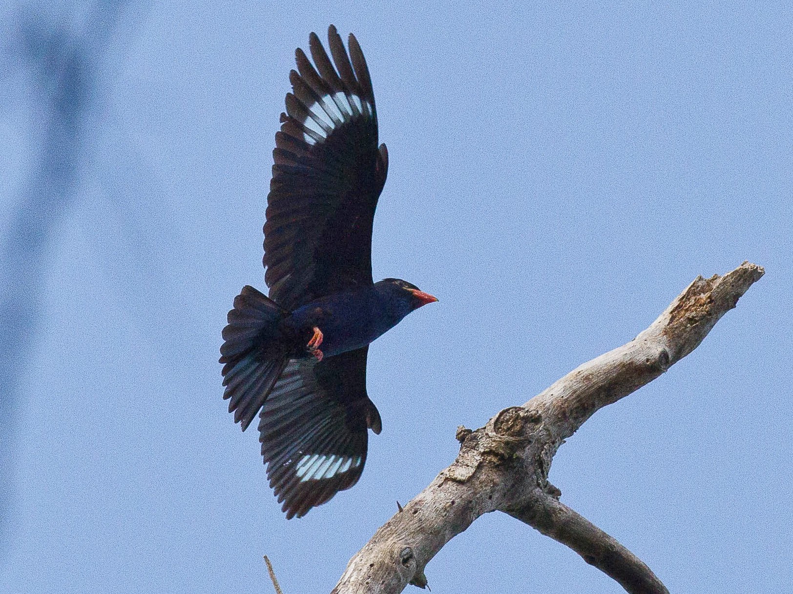 Azure Roller - eBird