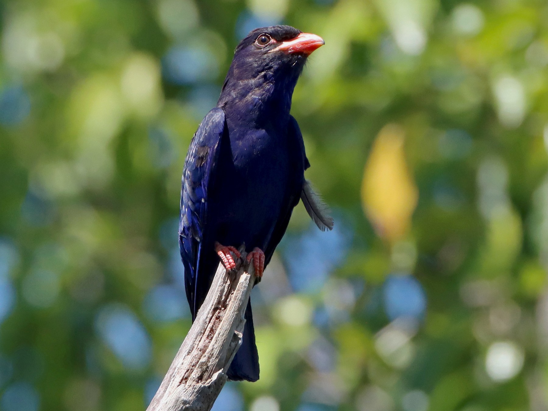 Azure Dollarbird - eBird