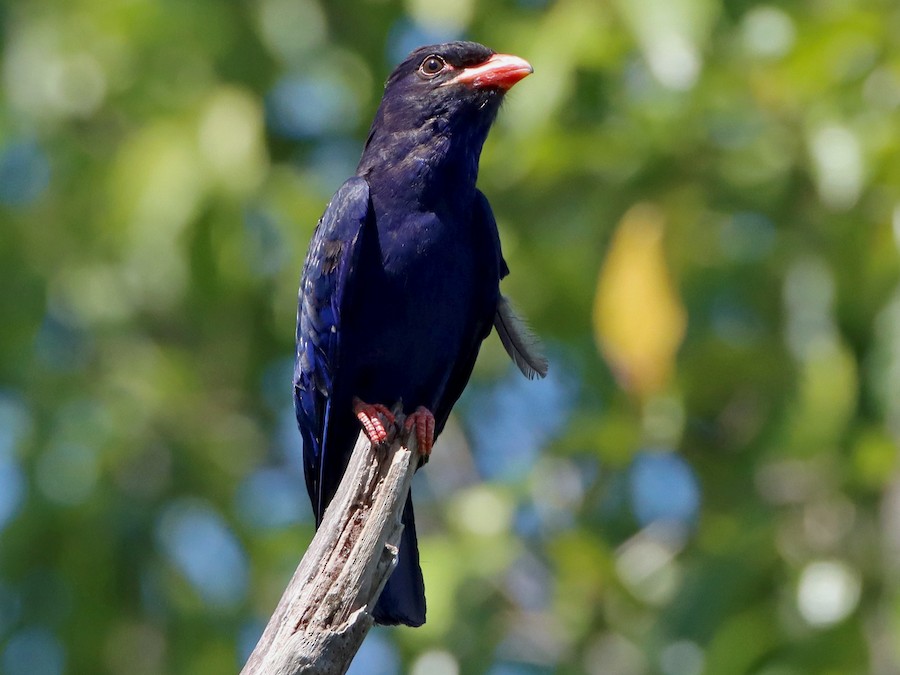 Azure Dollarbird - eBird