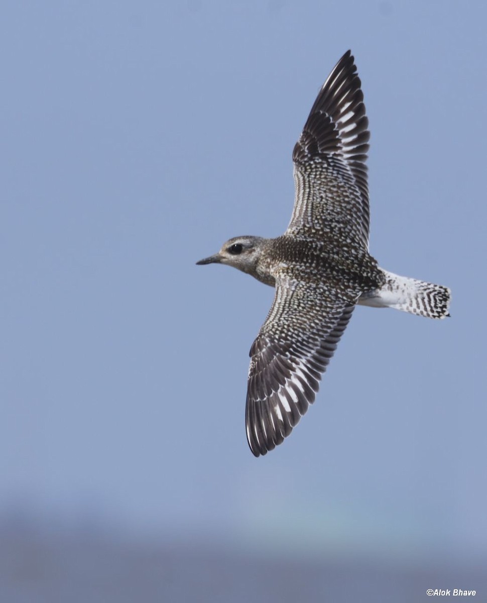 eBird India Checklist - 18 Oct 2020 - CHANAKYA COLLEGE ROAD - 41 species