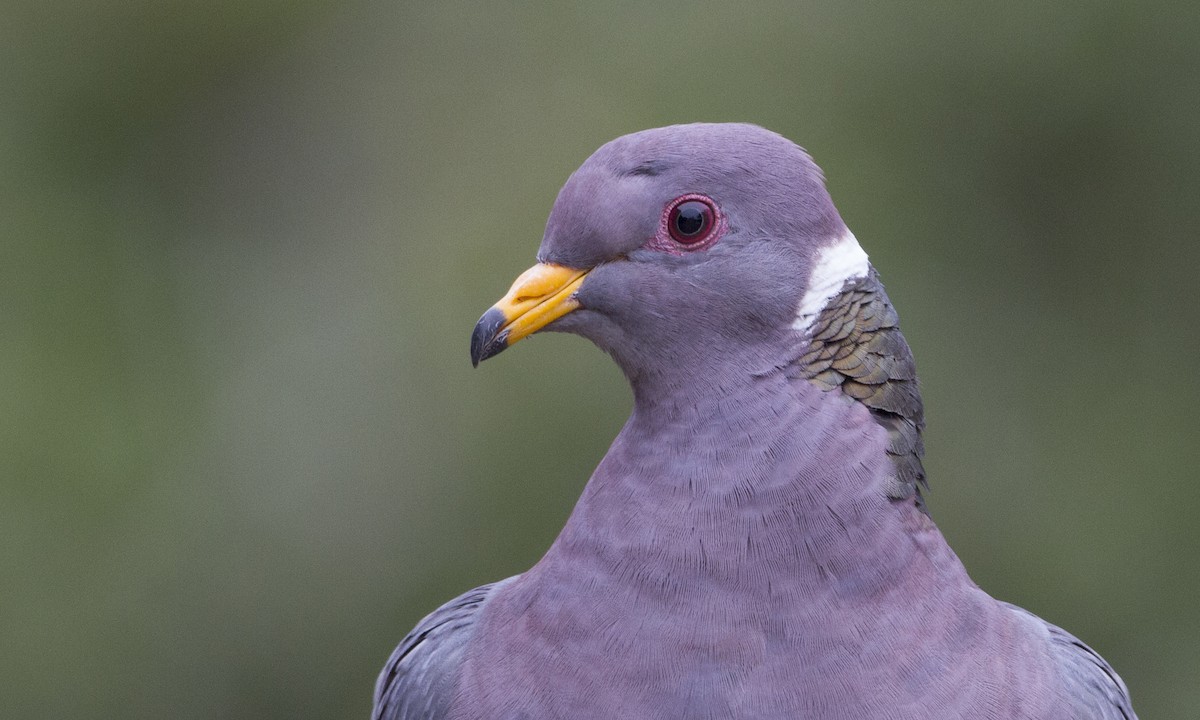 Band-tailed Pigeon - Patagioenas fasciata - Birds of the World
