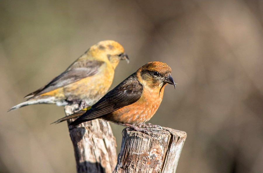 Red Crossbill (Himalayan) - eBird