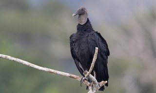 Black Vulture - Coragyps atratus - Birds of the World