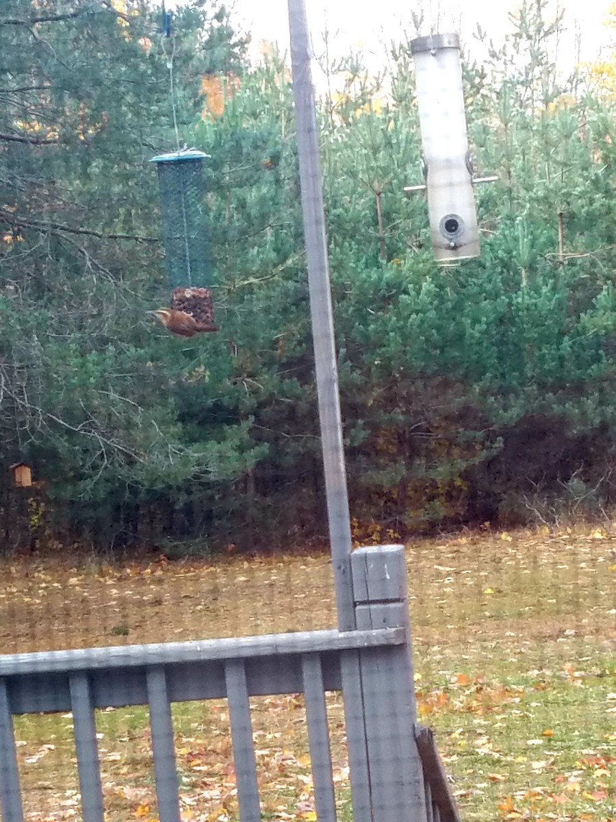 eBird Checklist - 19 Oct 2020 - Sarah and Luke's house - Miller Road ...
