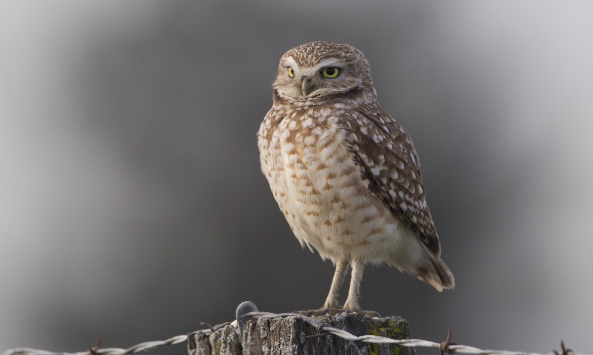 Burrowing Owl
