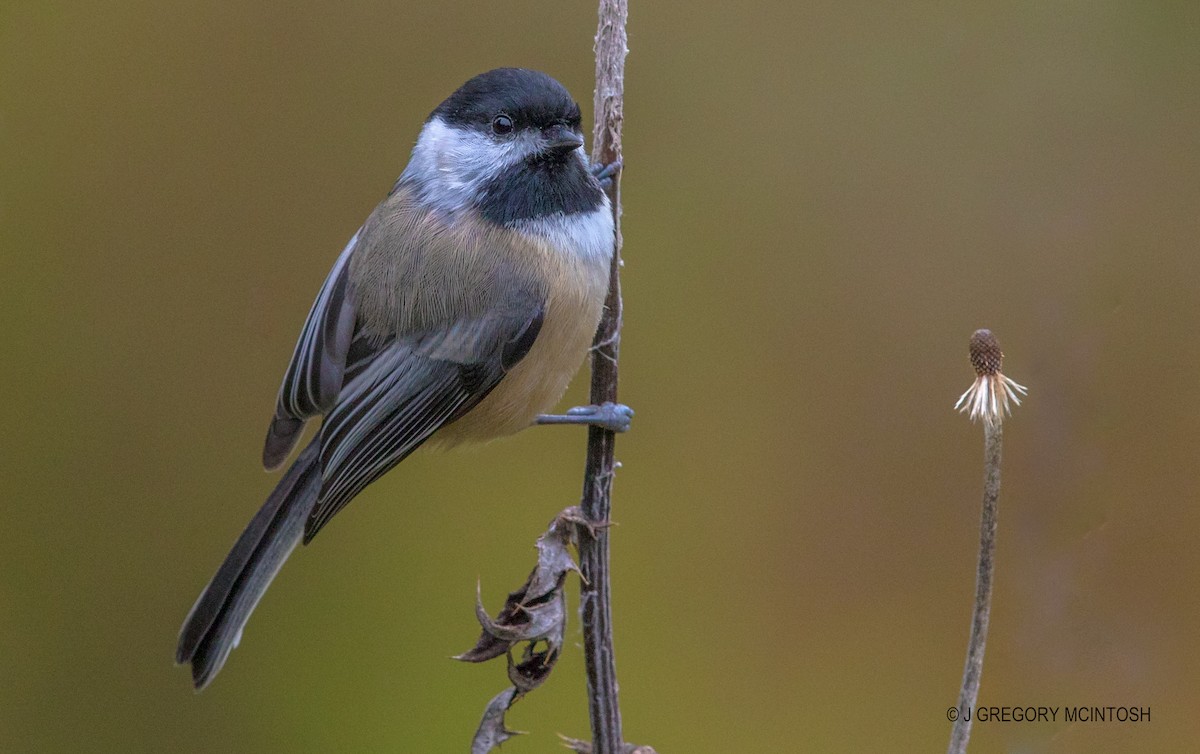 eBird Checklist - 19 Oct 2020 - Ottawa--Fletcher Wildlife Garden - 17 ...