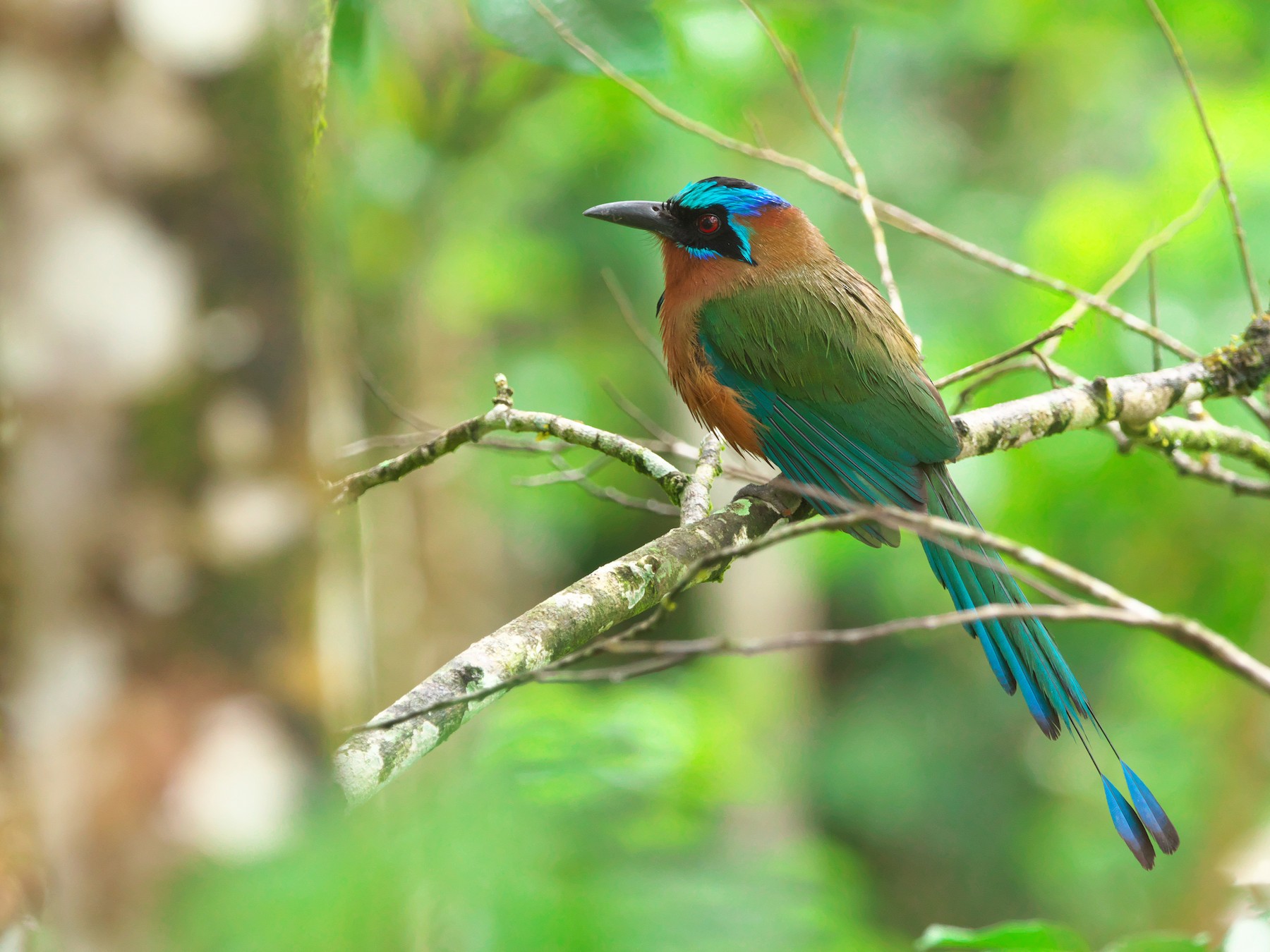 Trinidad Motmot - eBird