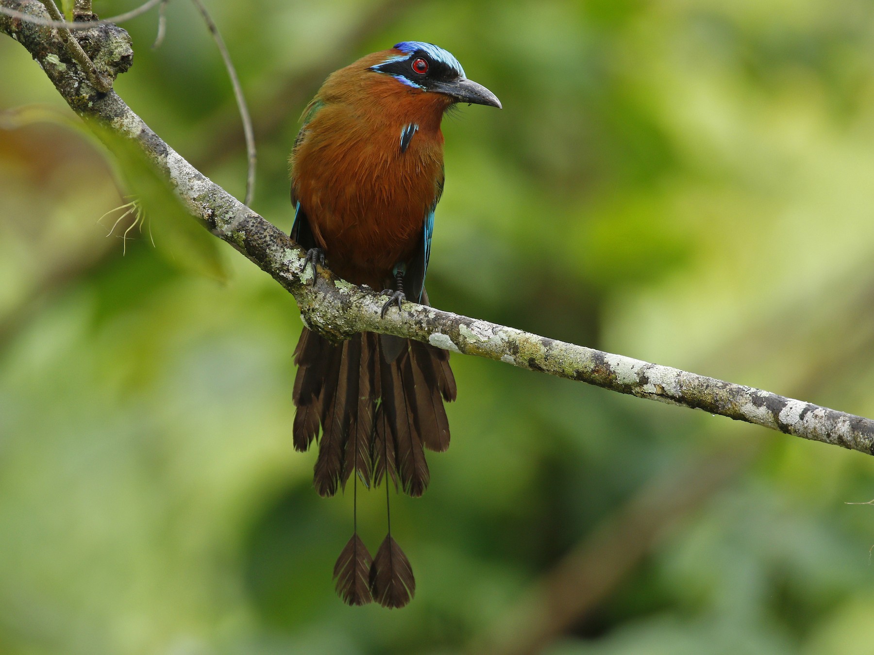 Trinidad Motmot - eBird