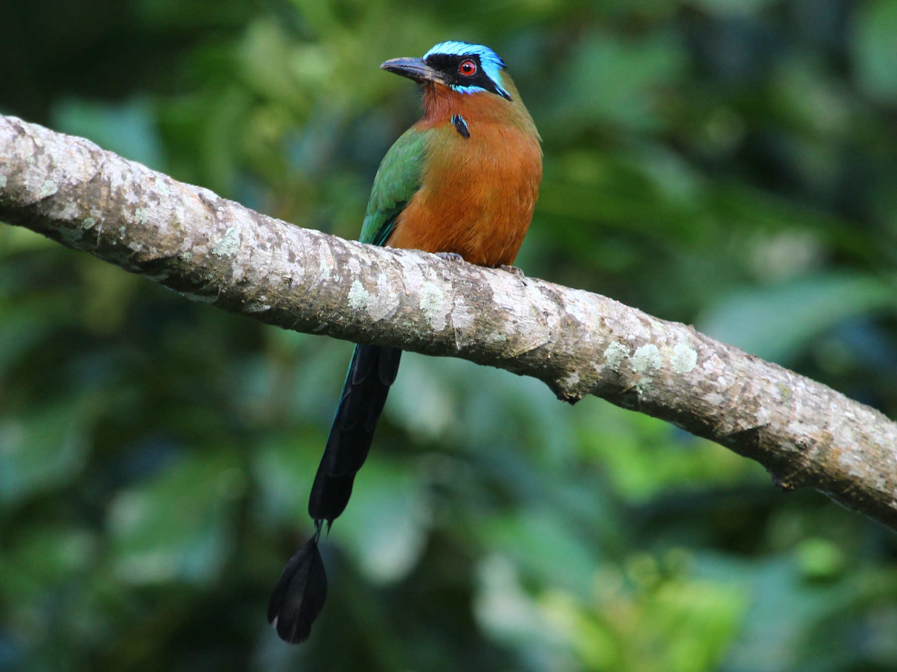 Trinidad Motmot - eBird