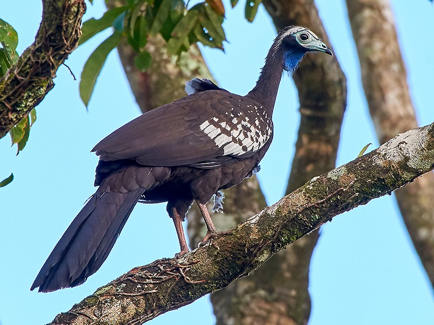 Trinidad Piping-Guan - eBird