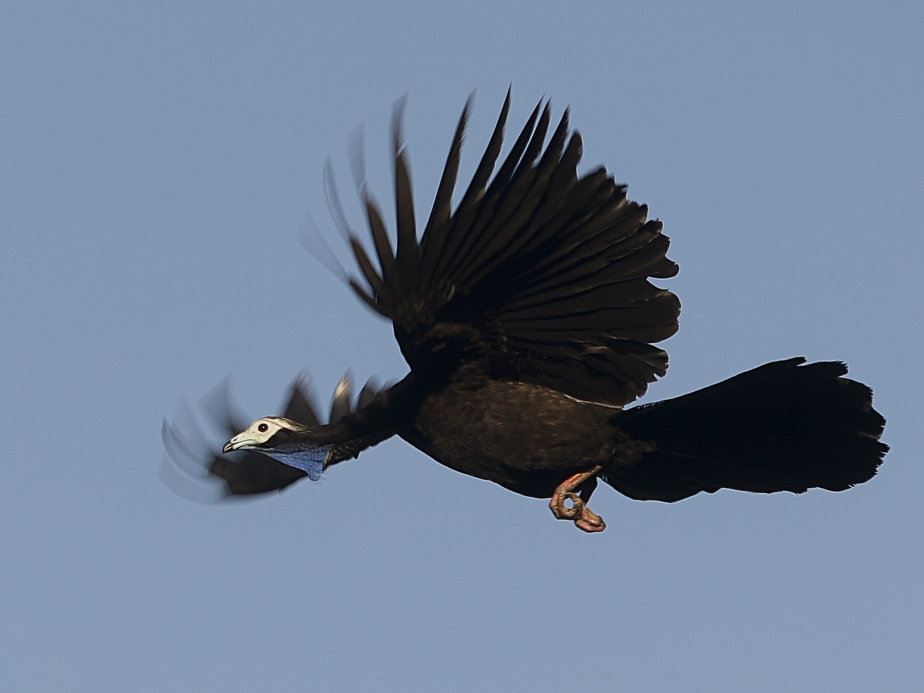 Trinidad Piping-Guan - eBird
