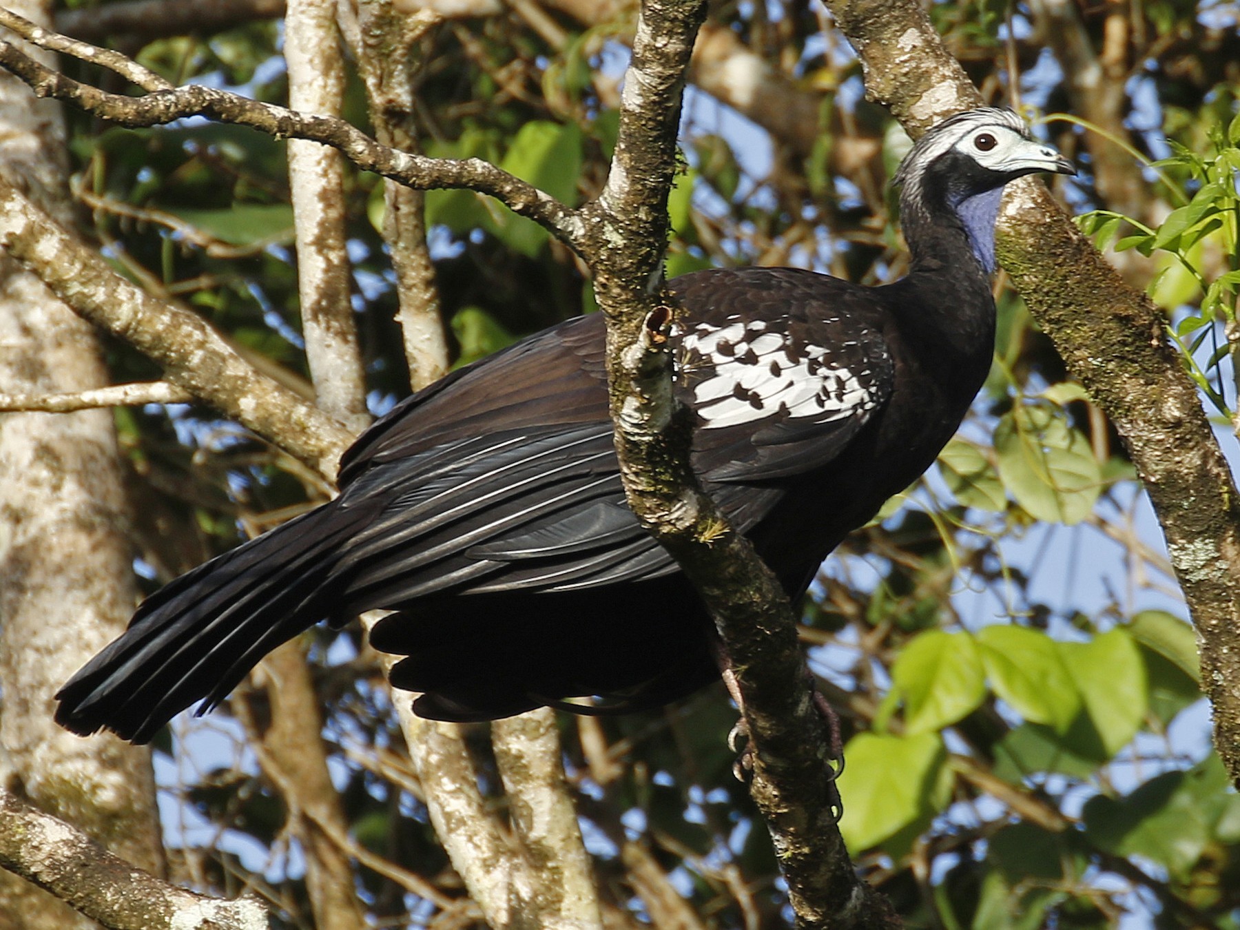Trinidad Piping-Guan - eBird