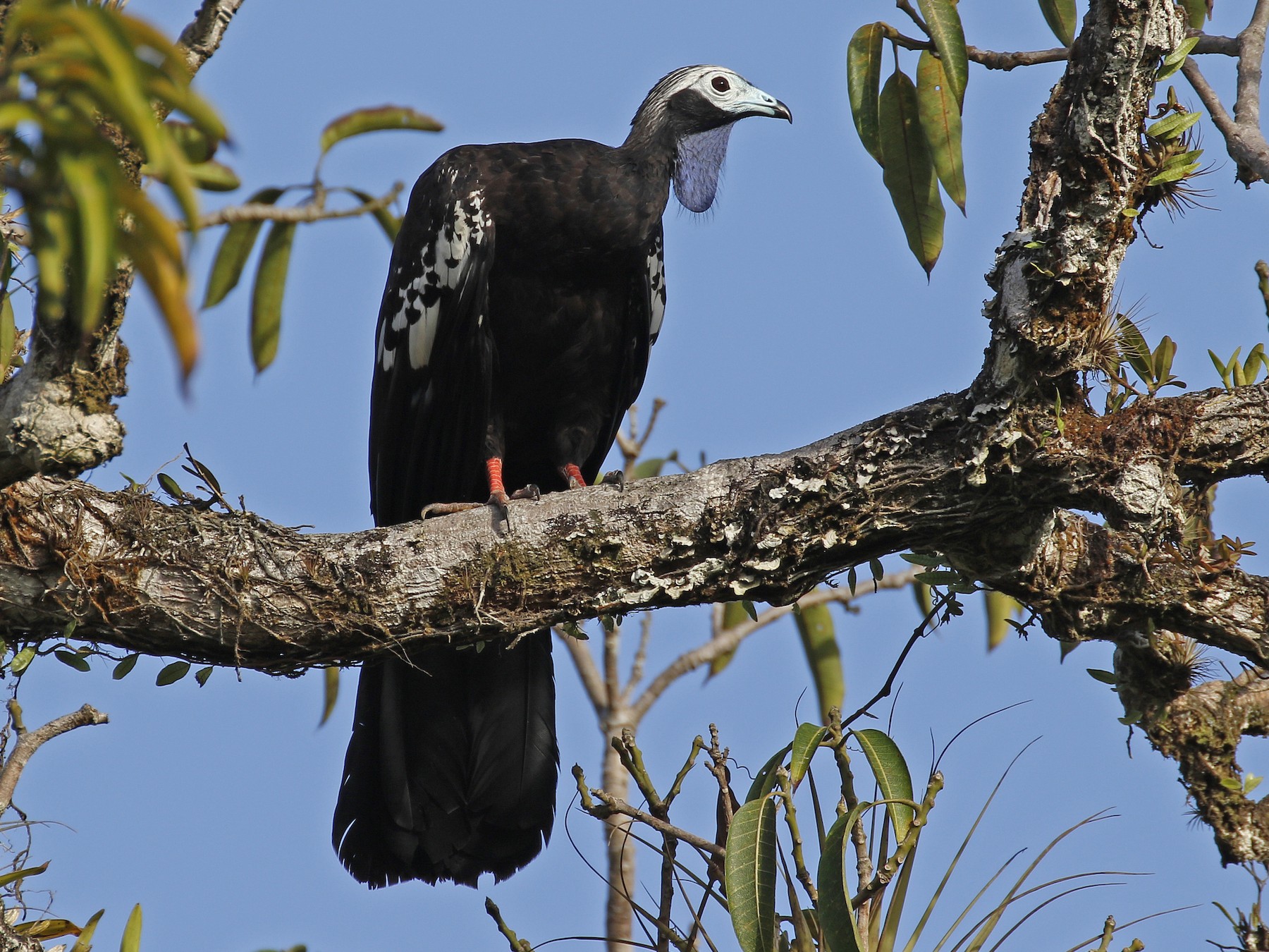 Trinidad Piping-Guan - eBird