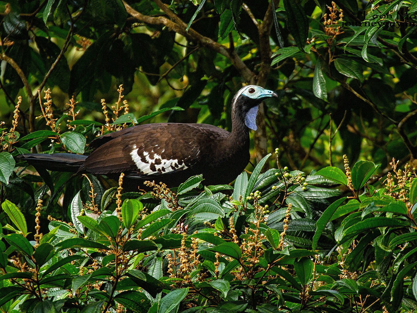 Trinidad Piping-Guan - eBird
