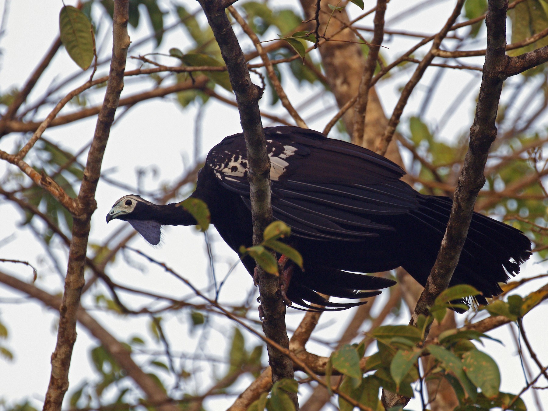 Trinidad Piping-Guan - eBird