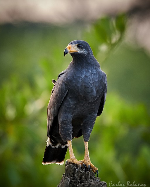 Black Hawks Birds Common Black Hawk | Facebook