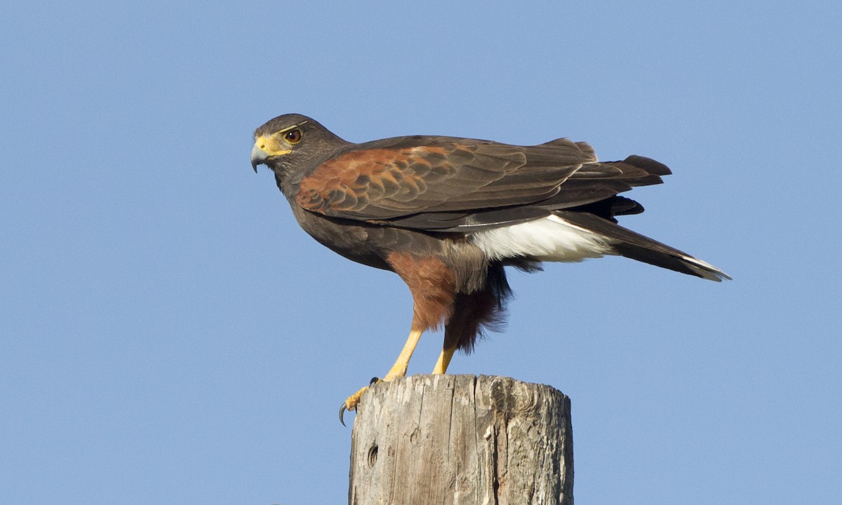 Harris's Hawk - Parabuteo unicinctus - Birds of the World