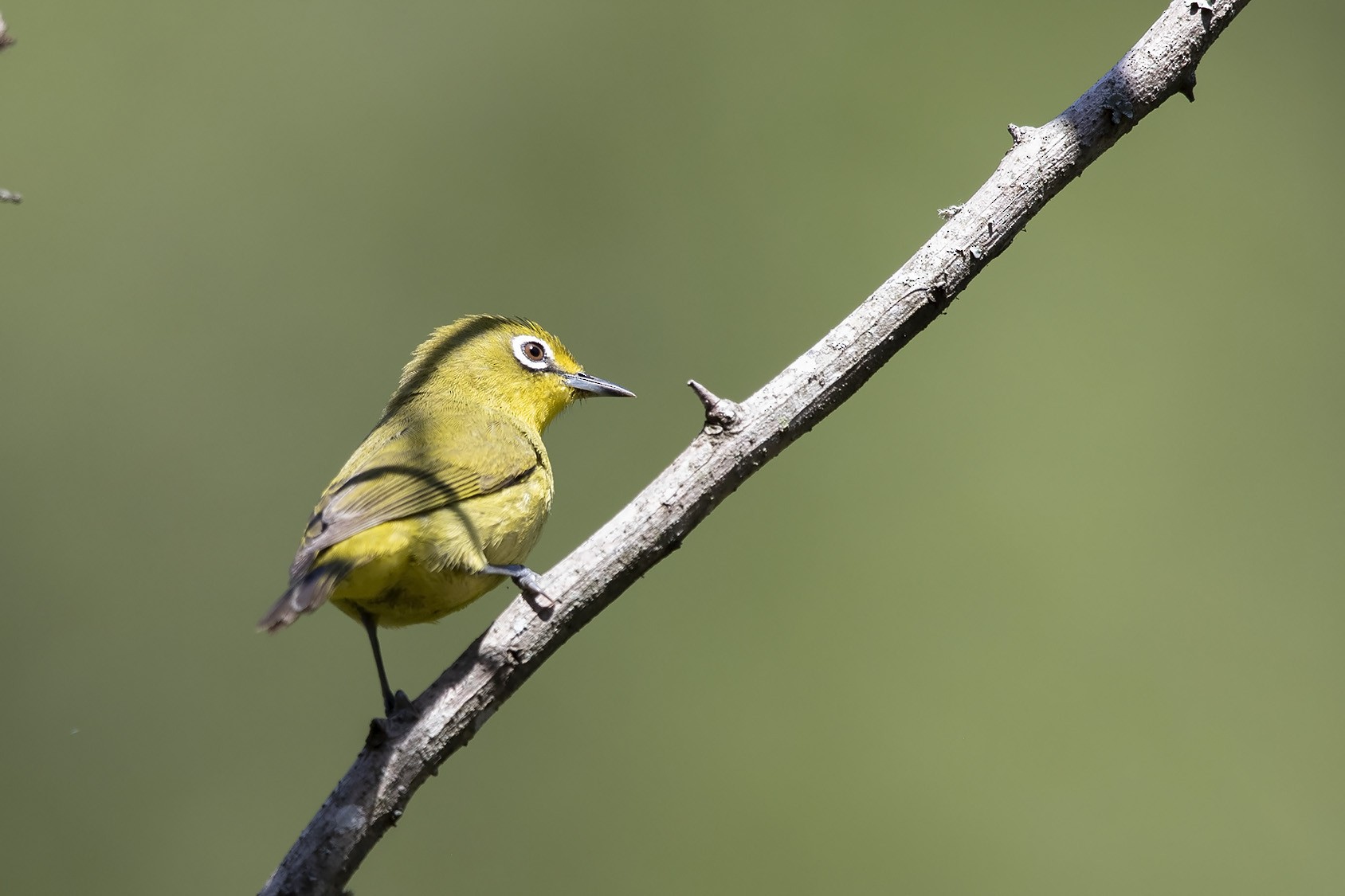 Cape White-eye (Green) - eBird