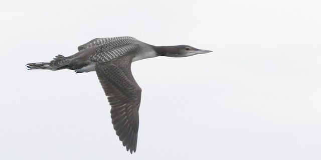 Common Loon Flying
