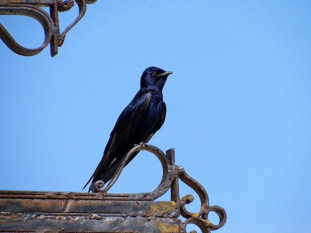 Photos - Cuban Martin - Progne cryptoleuca - Birds of the World