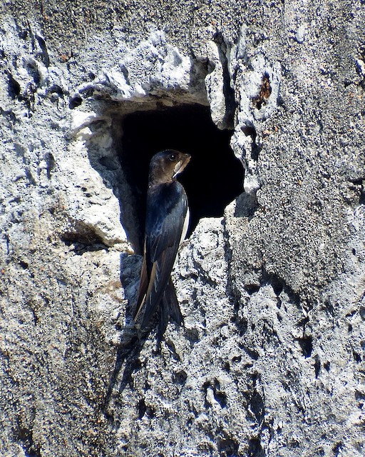 Photos - Cuban Martin - Progne cryptoleuca - Birds of the World