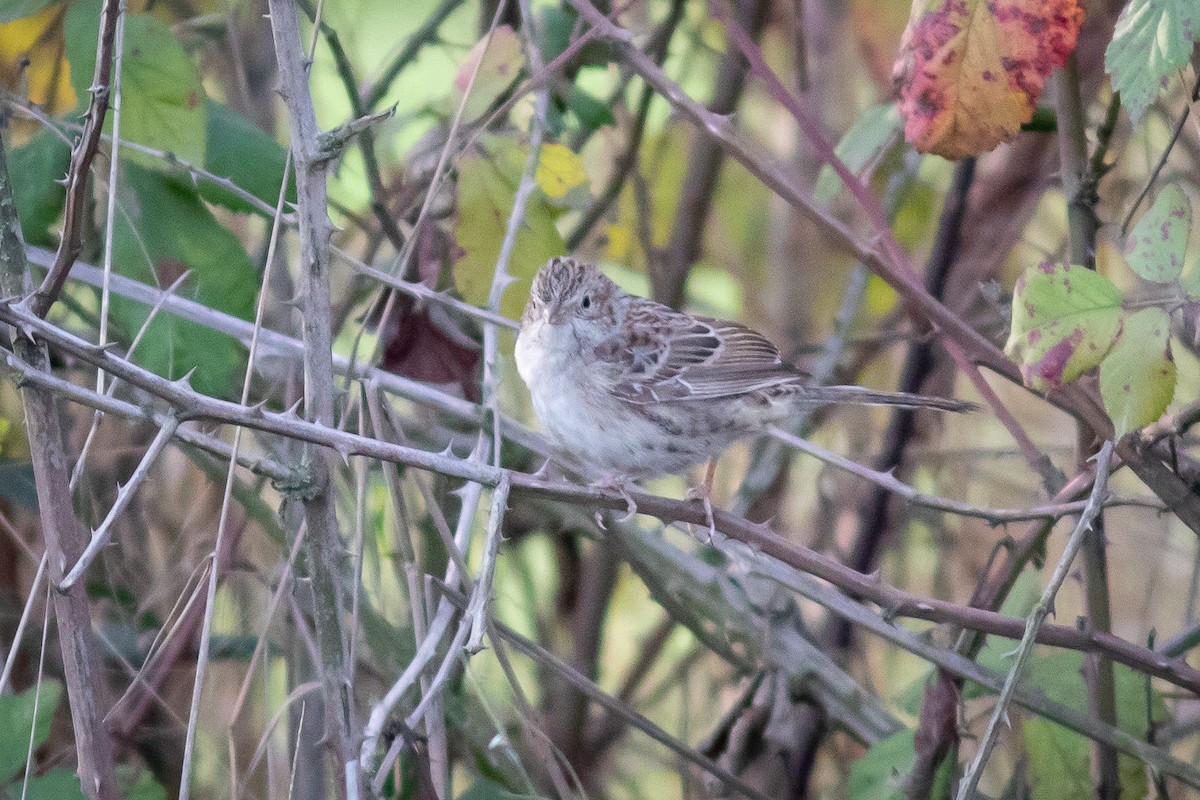 eBird Checklist - 21 Oct 2020 - Bond Rd. - 24 species
